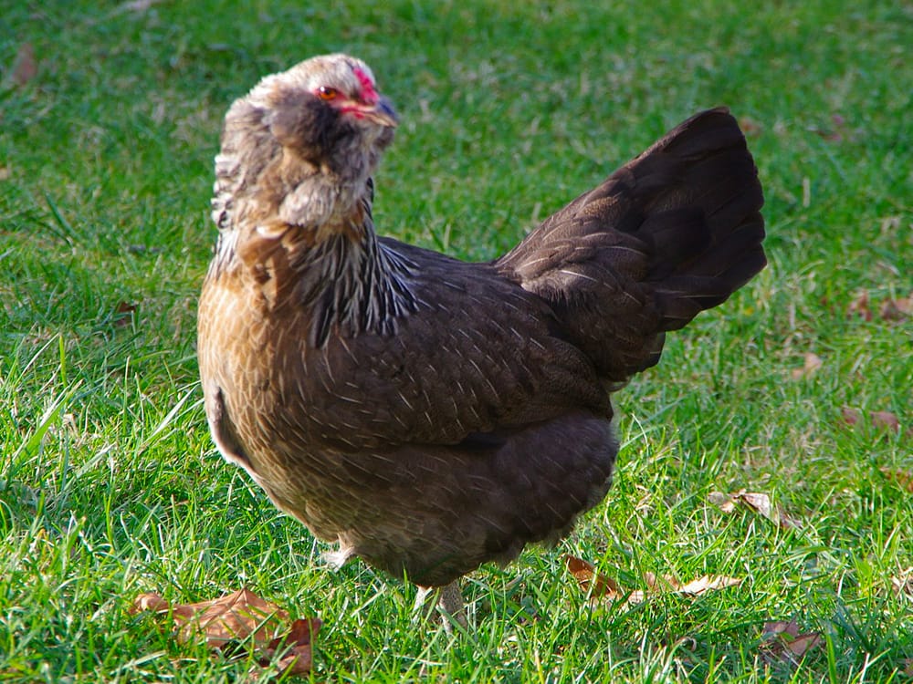Ameraucana - Learn at Homesteader Me