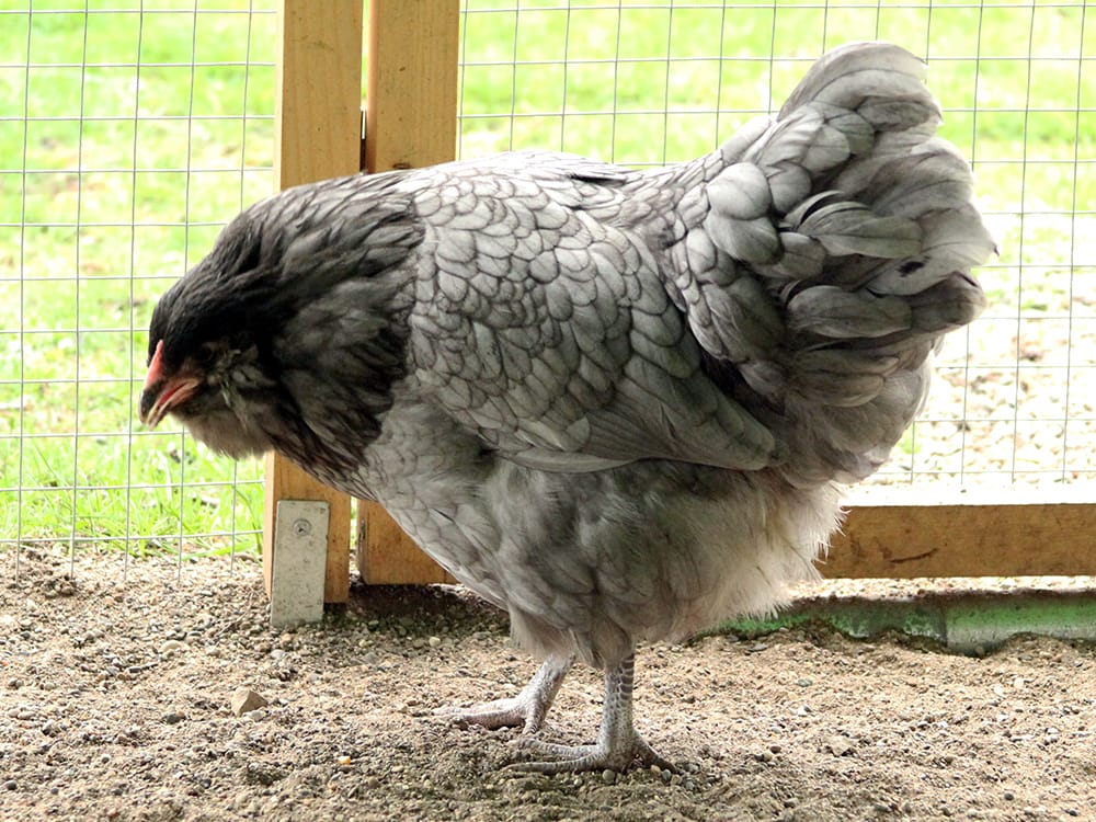 Ameraucana - Learn at Homesteader Me
