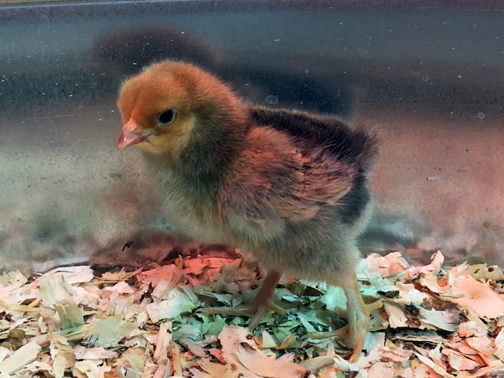 Buff Brahma Chick - Learn at Homesteader Me