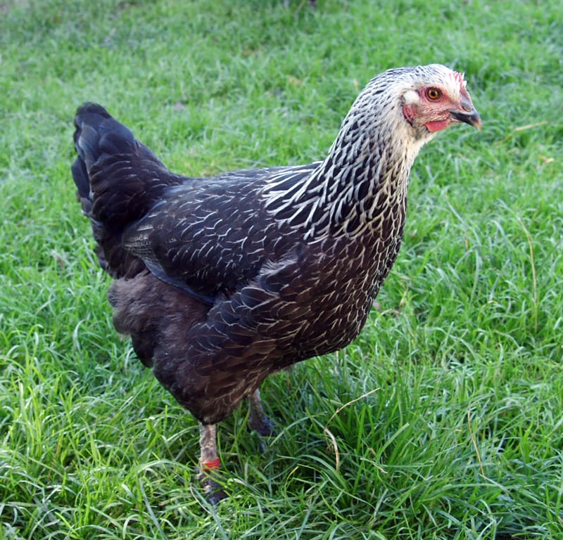 Blue Silver Marans - Learn at Homesteader Me