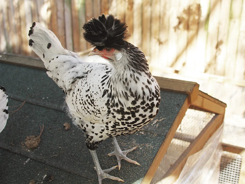 Appenzeller Spitzhauben - Learn at Homesteader Me